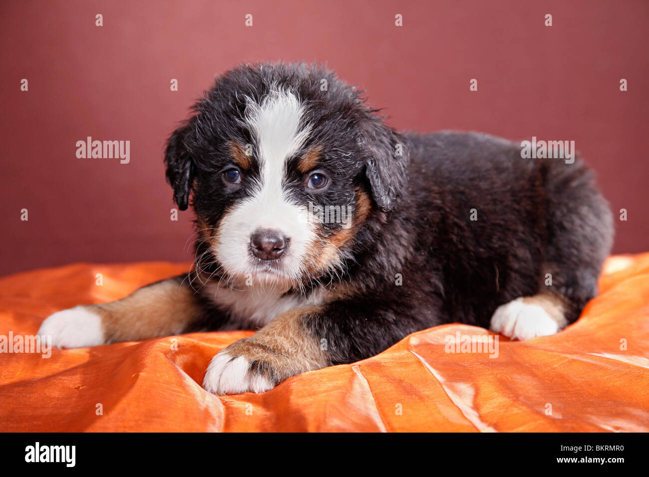 Berner Sennenhund Welpe / Bernese Mountain Dog Puppy Stock Photo - Alamy