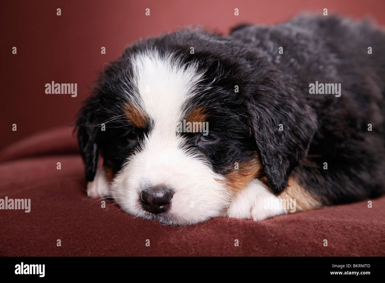 Berner Sennenhund Welpe / Bernese Mountain Dog Puppy Stock Photo - Alamy