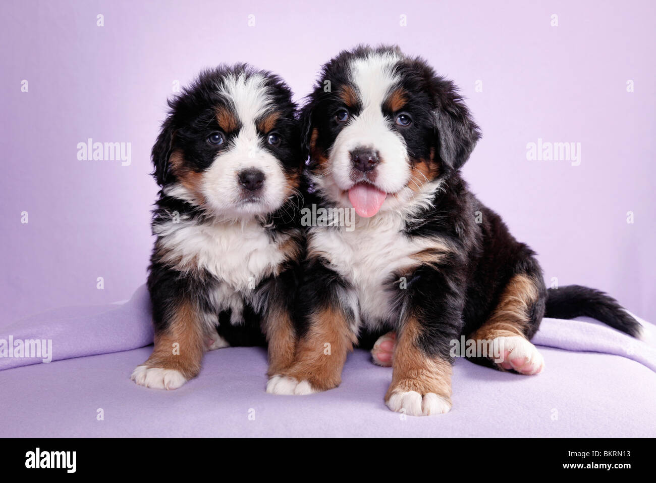 Berner Sennenhund Welpen / Bernese Mountain Dog Puppies Stock Photo - Alamy