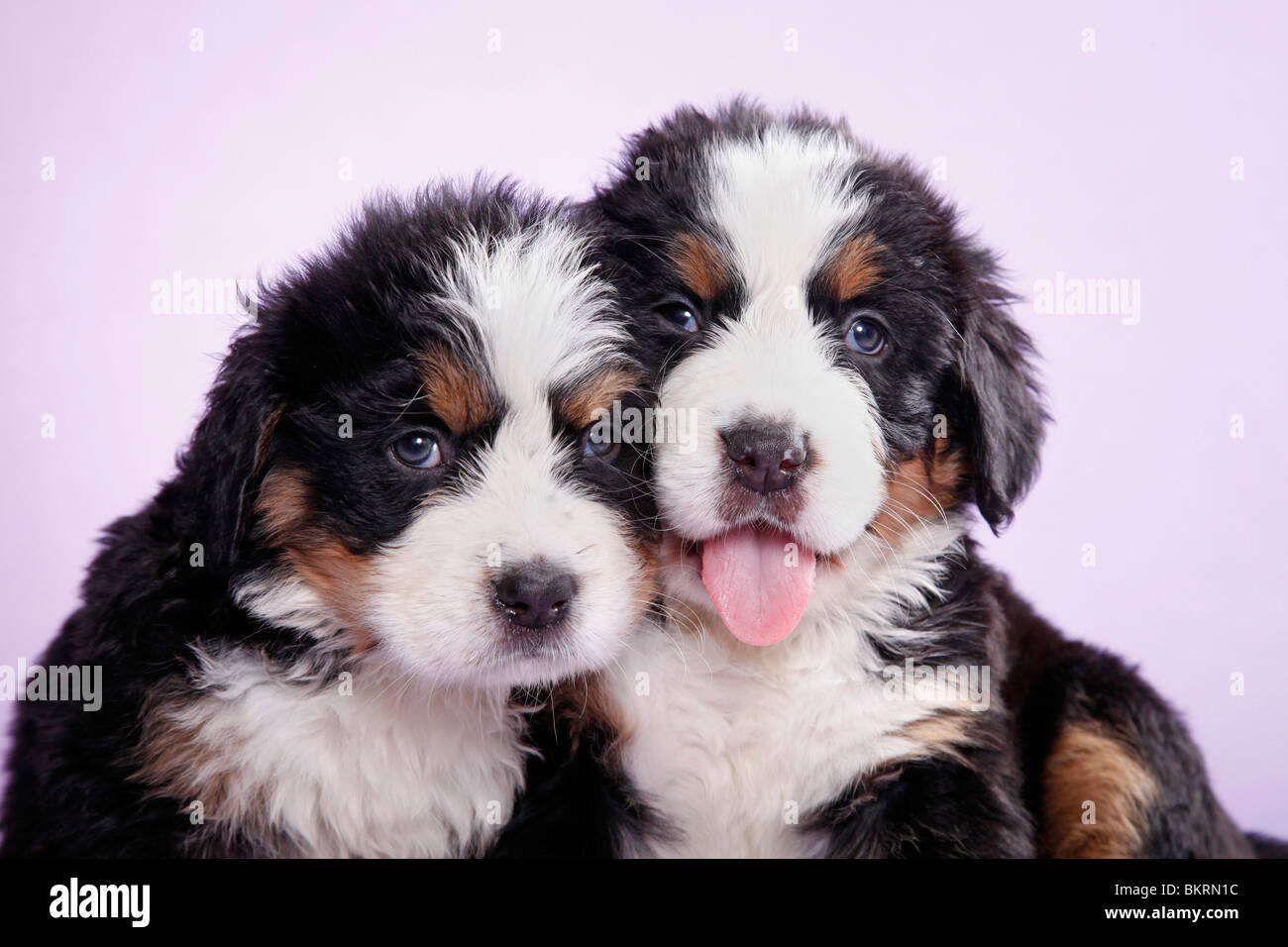 Berner Sennenhund Welpen / Bernese Mountain Dog Puppies Stock Photo - Alamy
