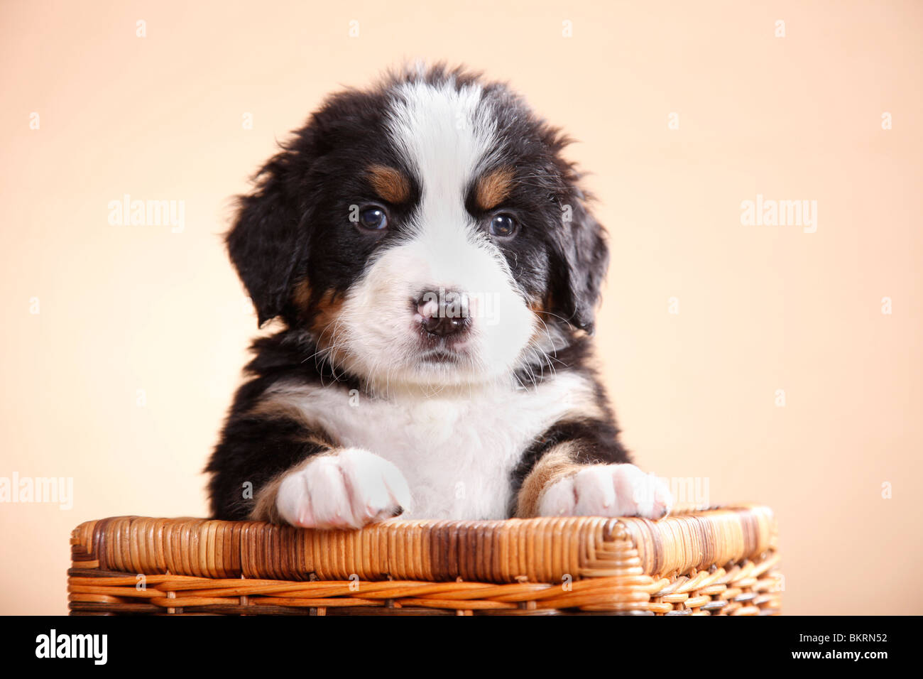 Berner Sennenhund Welpe / Bernese Mountain Dog Puppy Stock Photo - Alamy