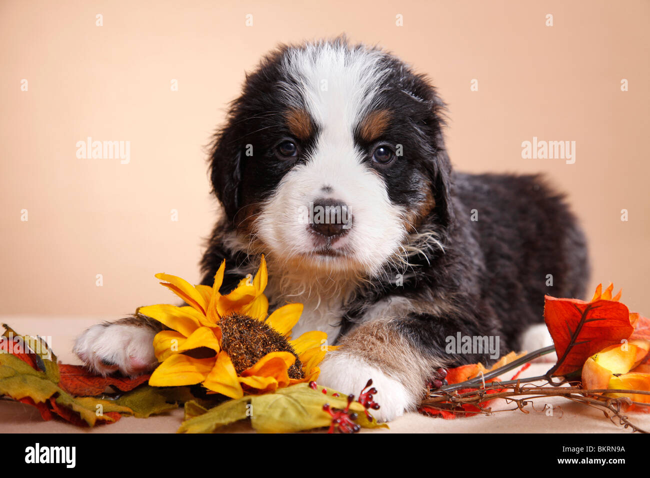 Berner Sennenhund Welpe / Bernese Mountain Dog Puppy Stock Photo - Alamy