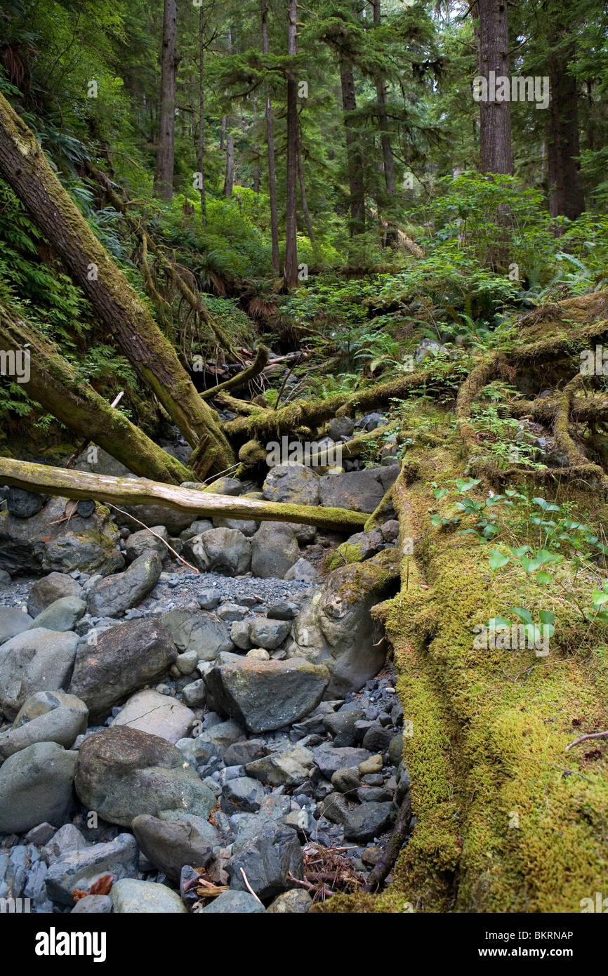 Rainforest gully near the northern end of the island Stock Photo - Alamy