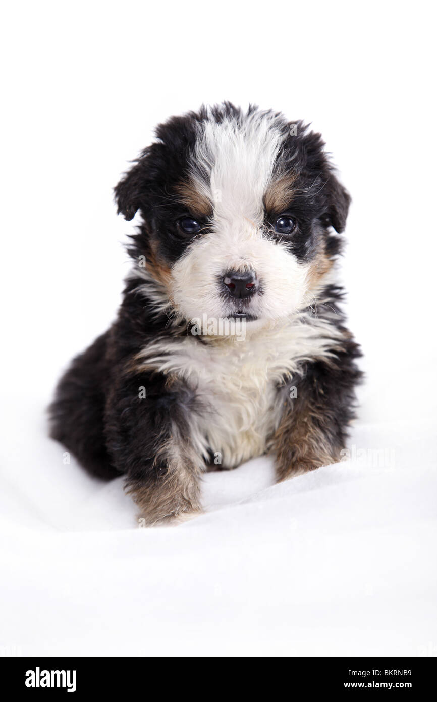 Long haired dog breed Cut Out Stock Images & Pictures - Alamy