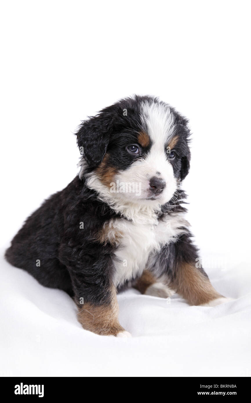 Berner sennenhunde bernese mountain dogs Cut Out Stock Images ...