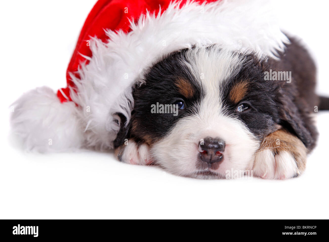 Berner Sennenhund Welpe / Bernese Mountain Dog Puppy Stock Photo - Alamy