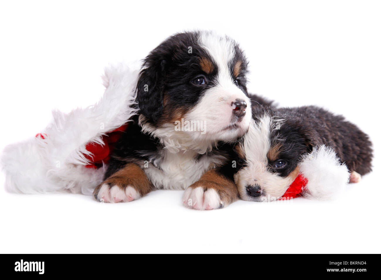 Berner Sennenhund Welpen / Bernese Mountain Dog Puppies Stock Photo - Alamy
