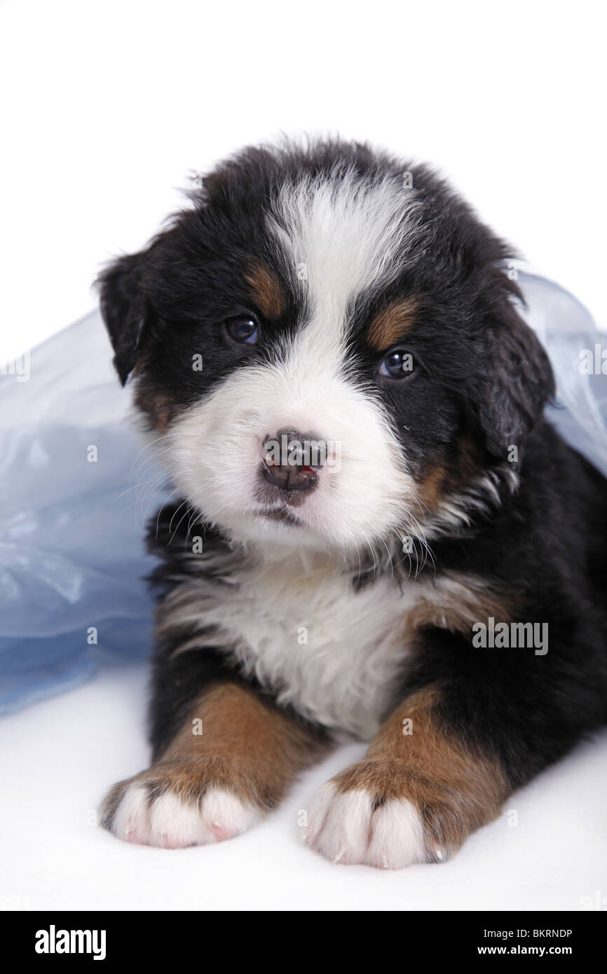 Berner Sennenhund Welpe / Bernese Mountain Dog Puppy Stock Photo - Alamy