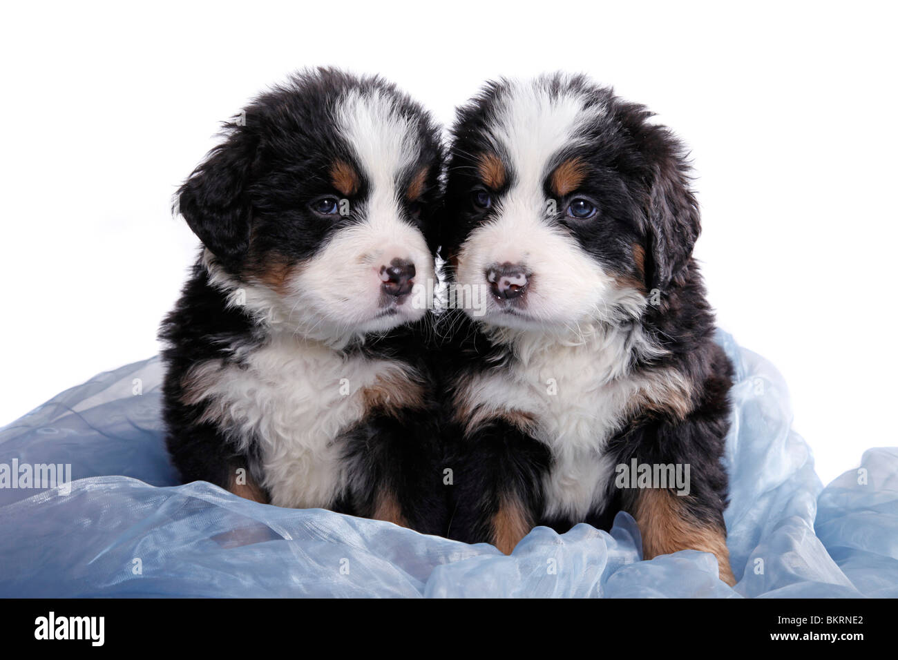 Berner Sennenhund Welpen / Bernese Mountain Dog Puppies Stock Photo - Alamy