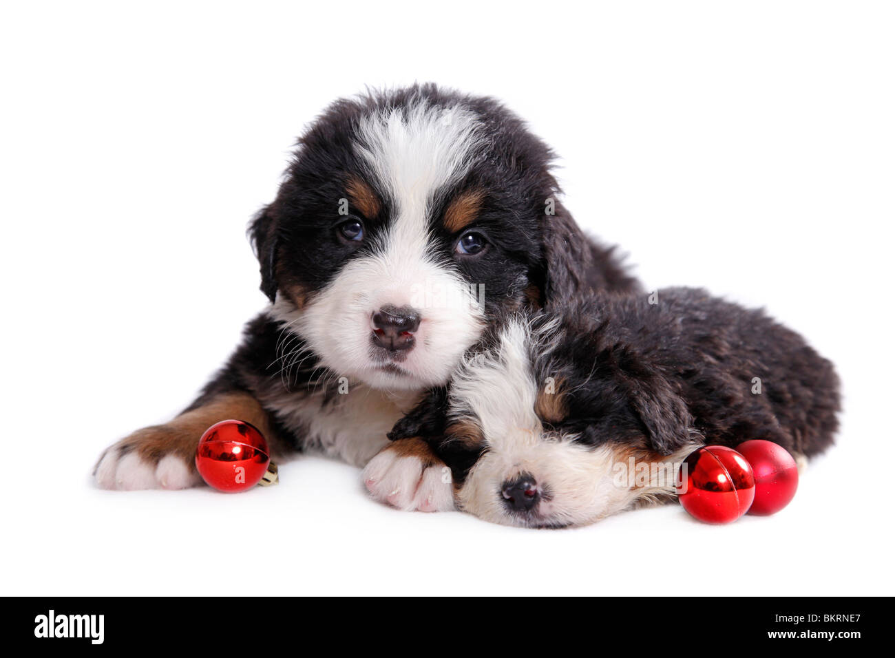 Bernese mountain dog puppy sleeping hi-res stock photography and images ...