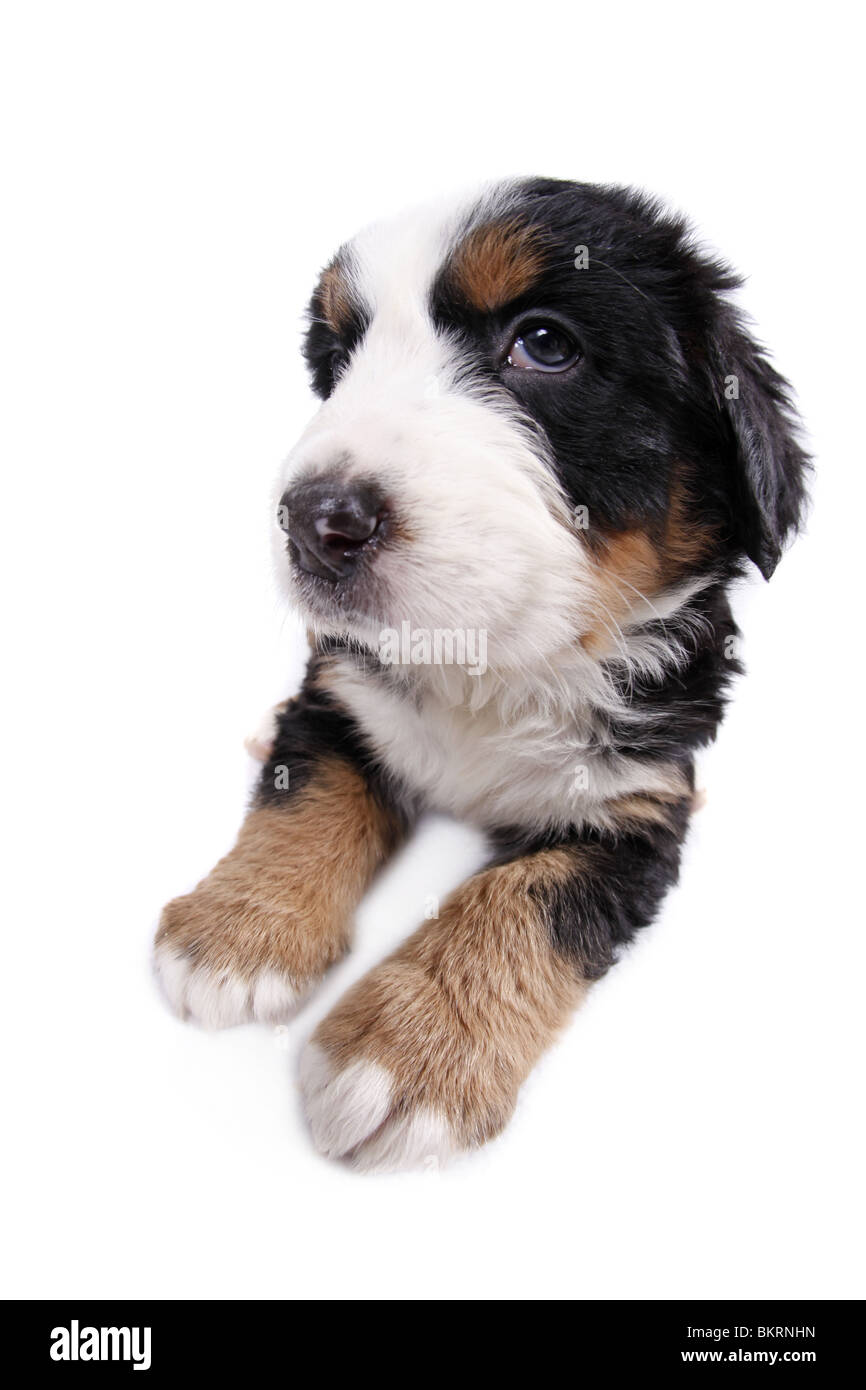 Berner Sennenhund Welpe / Bernese Mountain Dog Puppy Stock Photo - Alamy