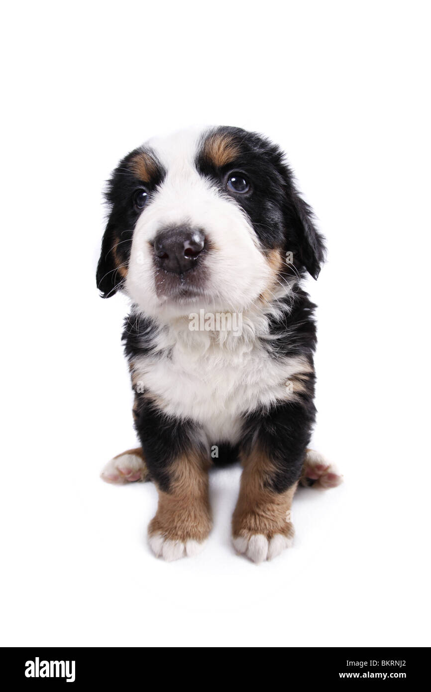 Berner Sennenhund Welpe / Bernese Mountain Dog Puppy Stock Photo - Alamy