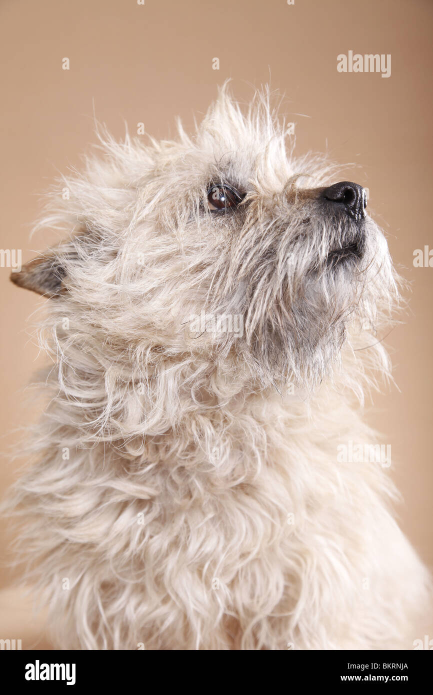 Familienhunde hi-res stock photography and images - Alamy