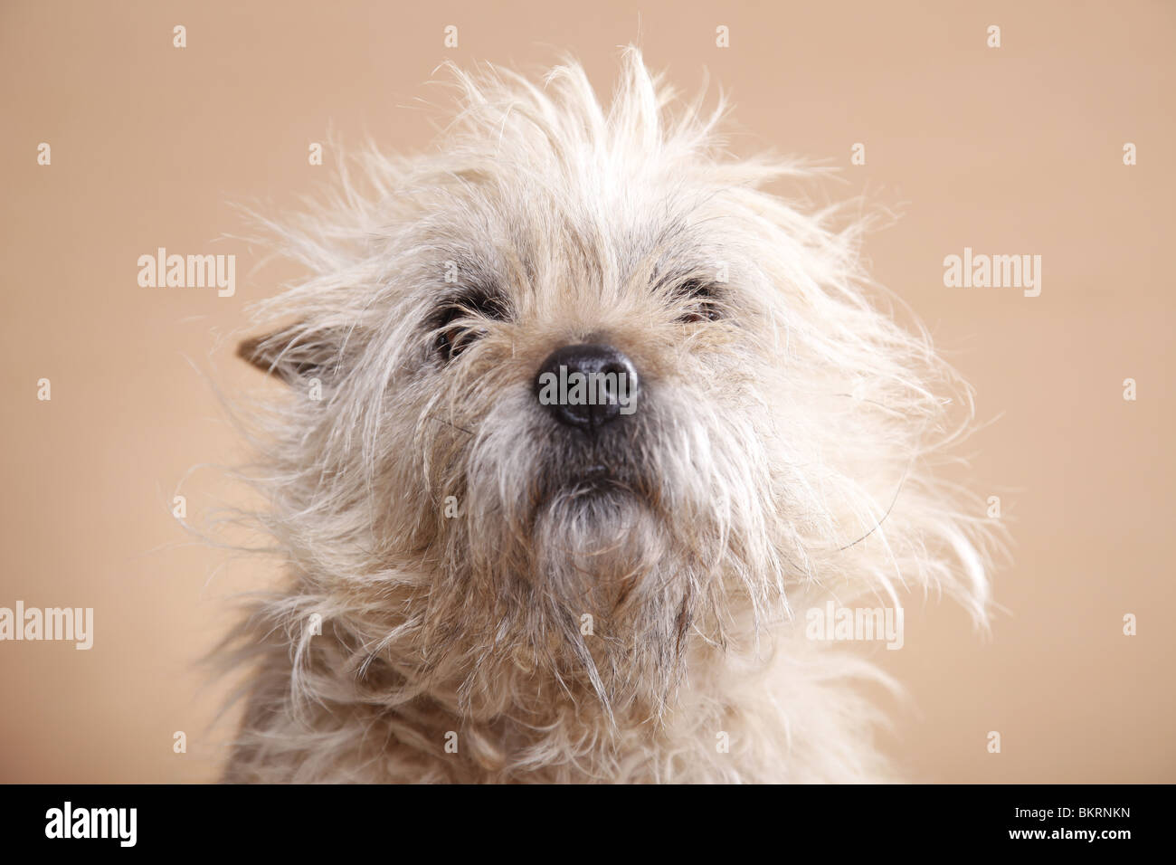 Familienhunde hi-res stock photography and images - Alamy