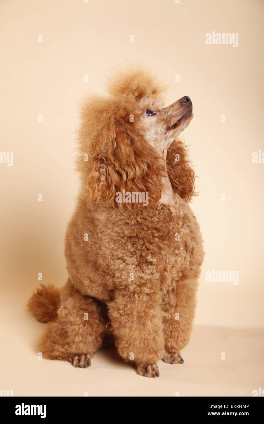 Moyen poodle hi-res stock photography and images - Alamy