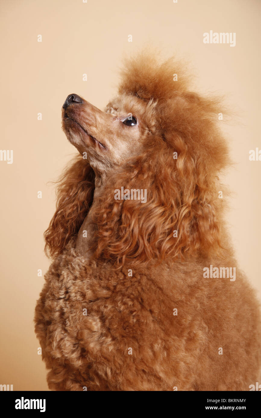 Pudel Portrait / Poodle Portrait Stock Photo - Alamy