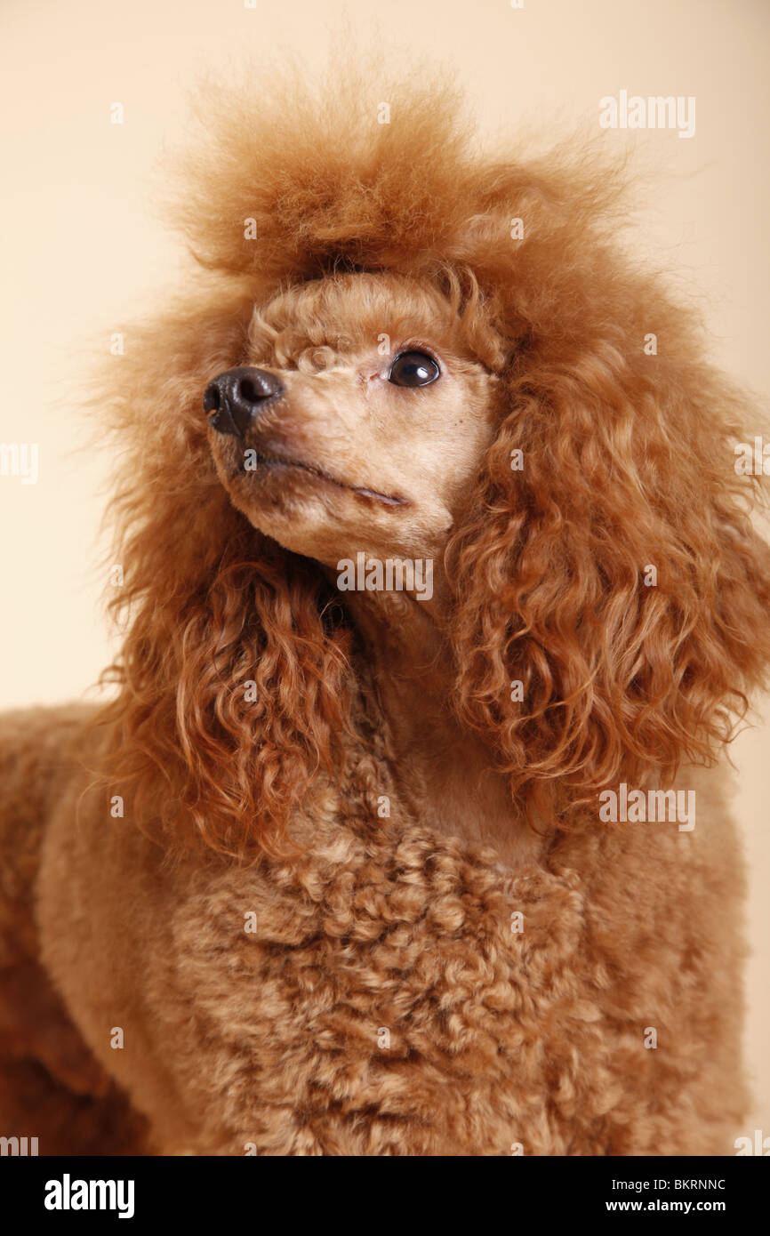 Pudel Portrait / Poodle Portrait Stock Photo - Alamy