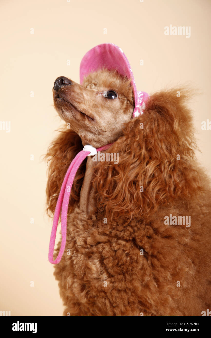Pudel Portrait / Poodle Portrait Stock Photo - Alamy
