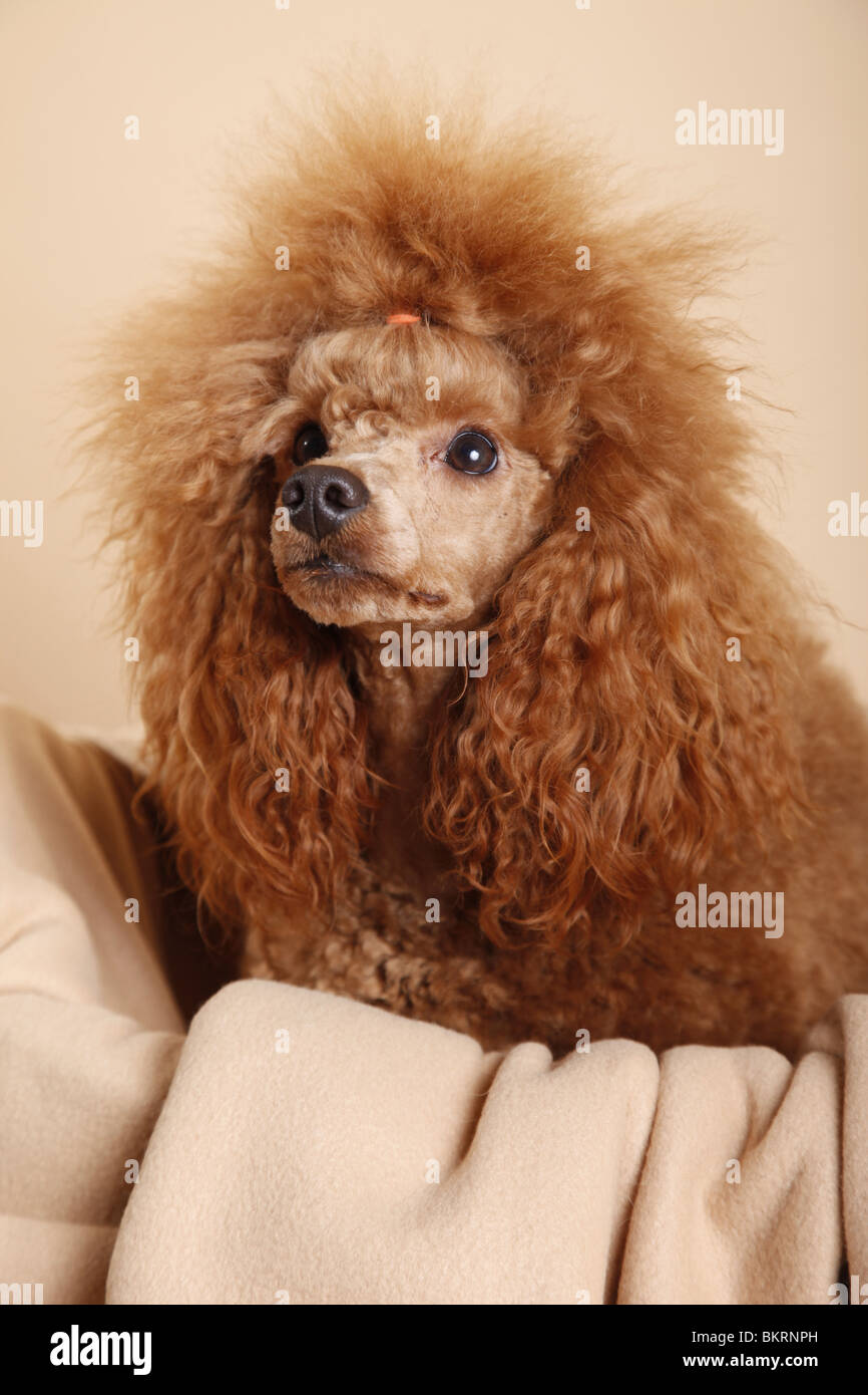 Hg beige hi-res stock photography and images - Alamy