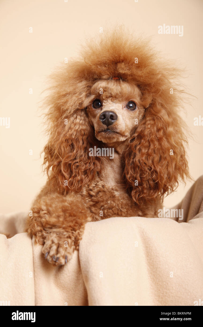 Roter pudel hi-res stock photography and images - Alamy