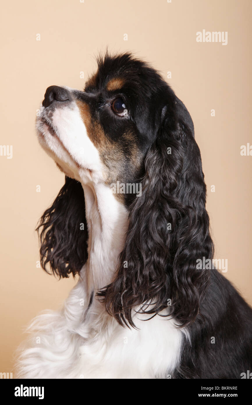 American Cocker Spaniel Portrait Stock Photo - Alamy
