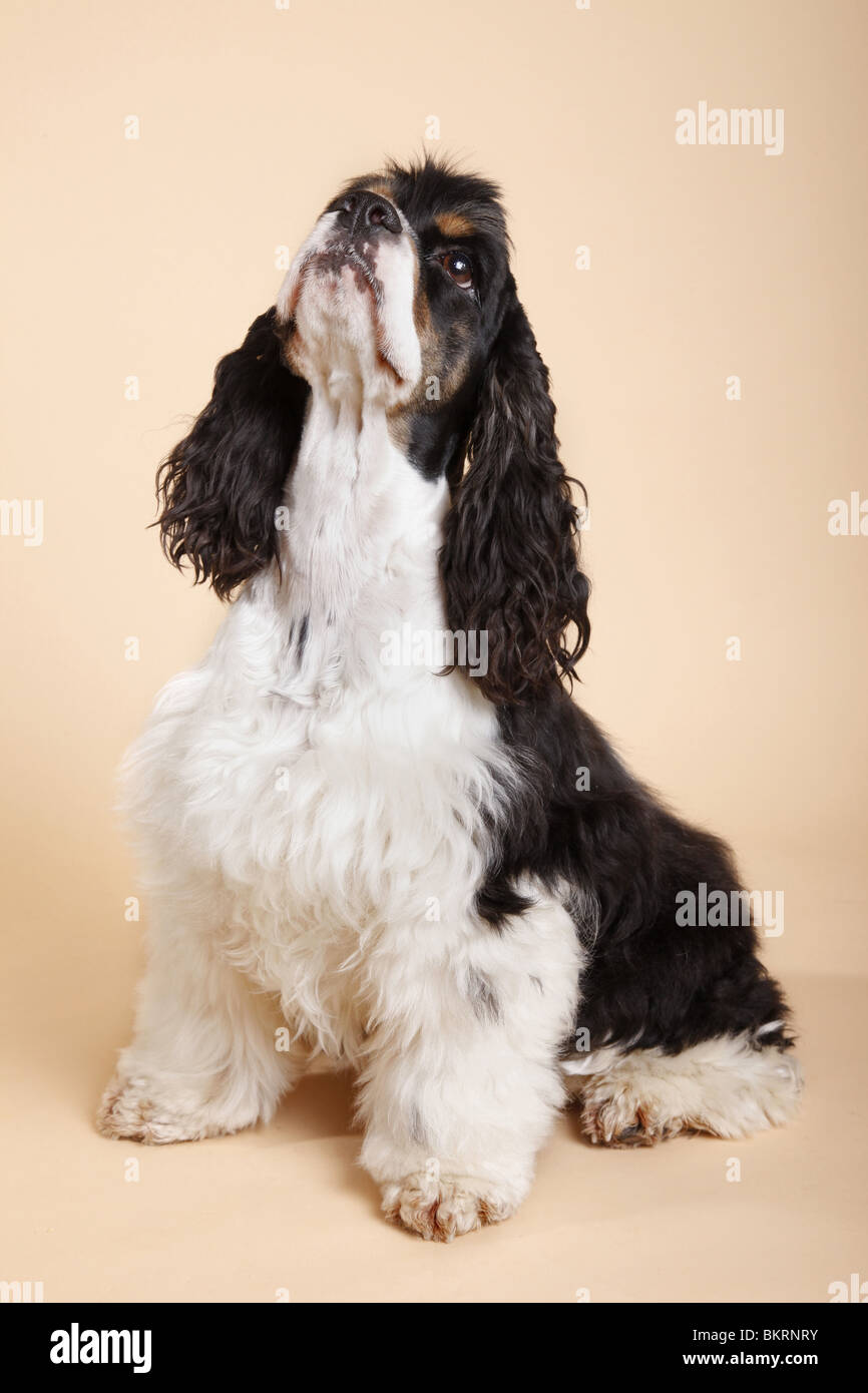 sitzender American Cocker Spaniel / sitting Cocker Spaniel Stock Photo ...