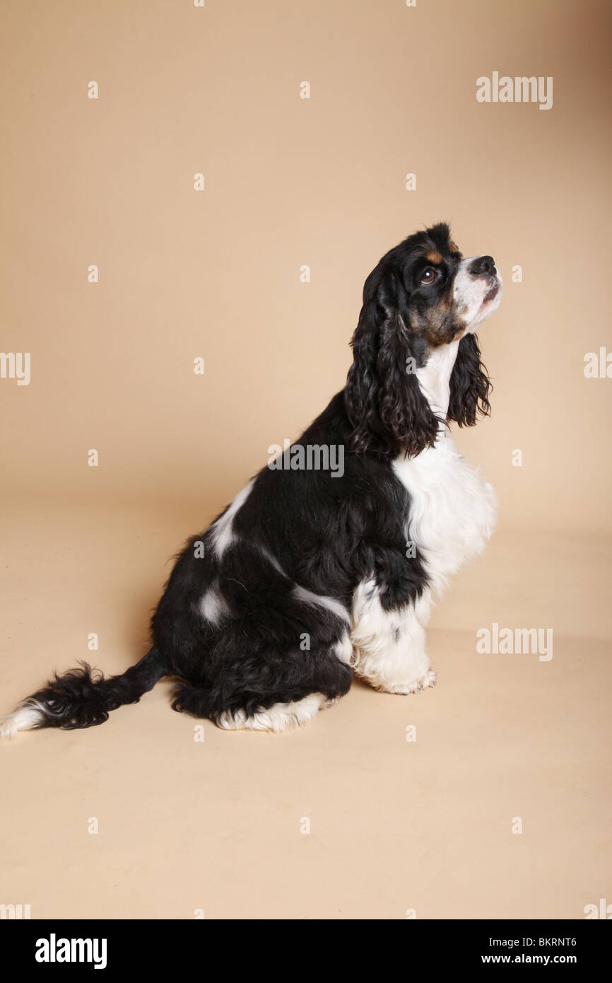 sitzender American Cocker Spaniel / sitting Cocker Spaniel Stock Photo ...