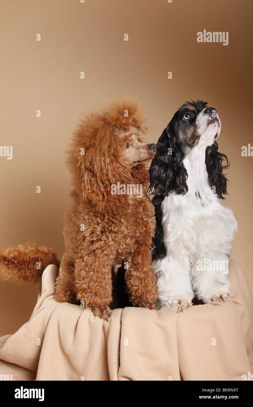 Pudel cocker spaniel hi-res stock photography and images - Alamy