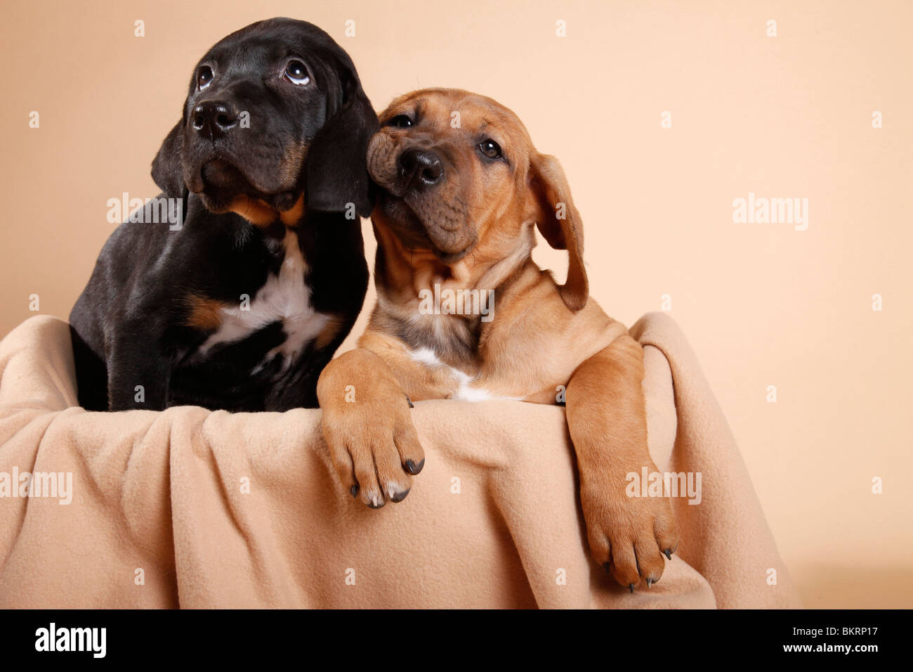 Tosa Inu Welpen / Tosa Inu puppies Stock Photo - Alamy