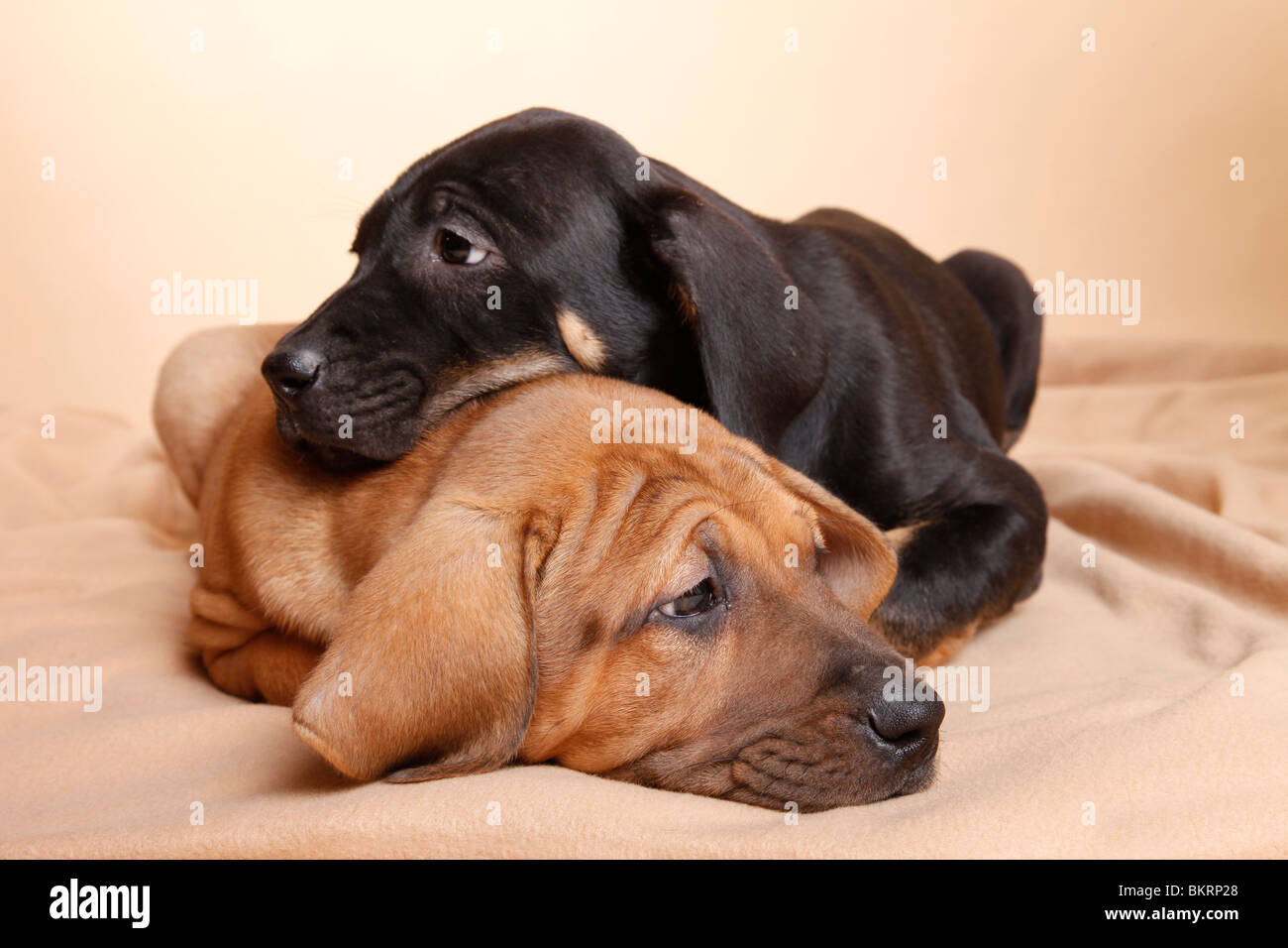 Tosa Inu Welpen / Tosa Inu puppies Stock Photo - Alamy