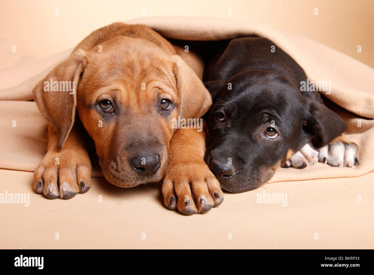 Tosa Inu Welpen / Tosa Inu puppies Stock Photo - Alamy
