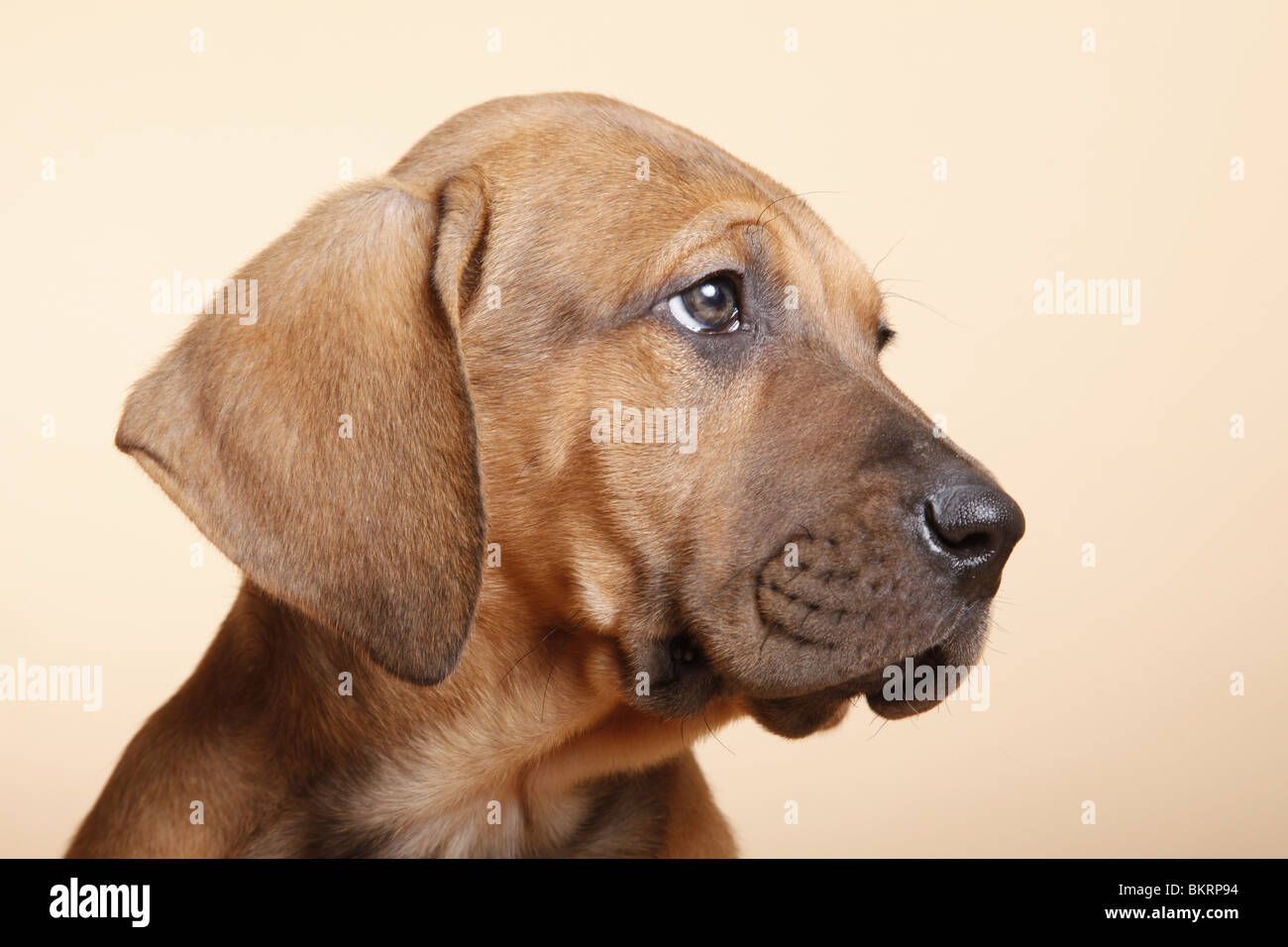 Tosa Inu Welpe Portrait / Tosa Inu puppy portrait Stock Photo - Alamy