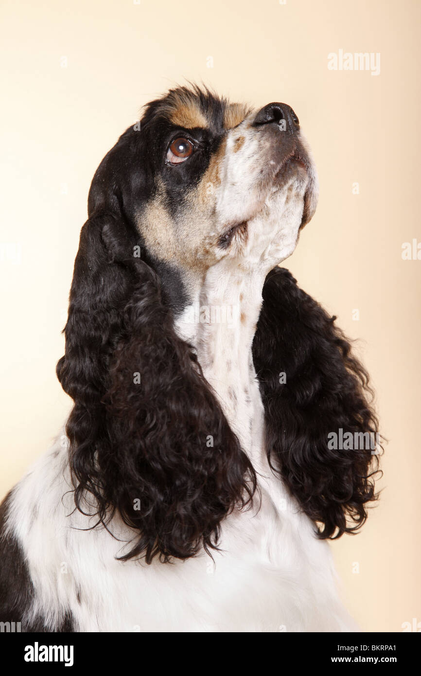 American Cocker Spaniel Portrait Stock Photo - Alamy