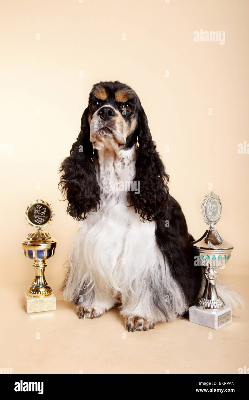 sitzender American Cocker Spaniel / sitting Cocker Spaniel Stock Photo ...