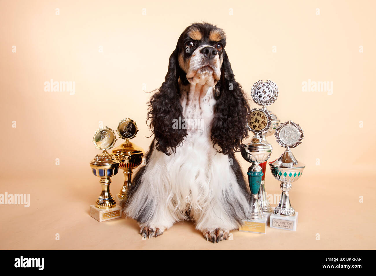 sitzender American Cocker Spaniel / sitting Cocker Spaniel Stock Photo ...