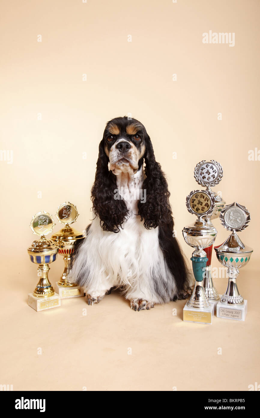 sitzender American Cocker Spaniel / sitting Cocker Spaniel Stock Photo ...