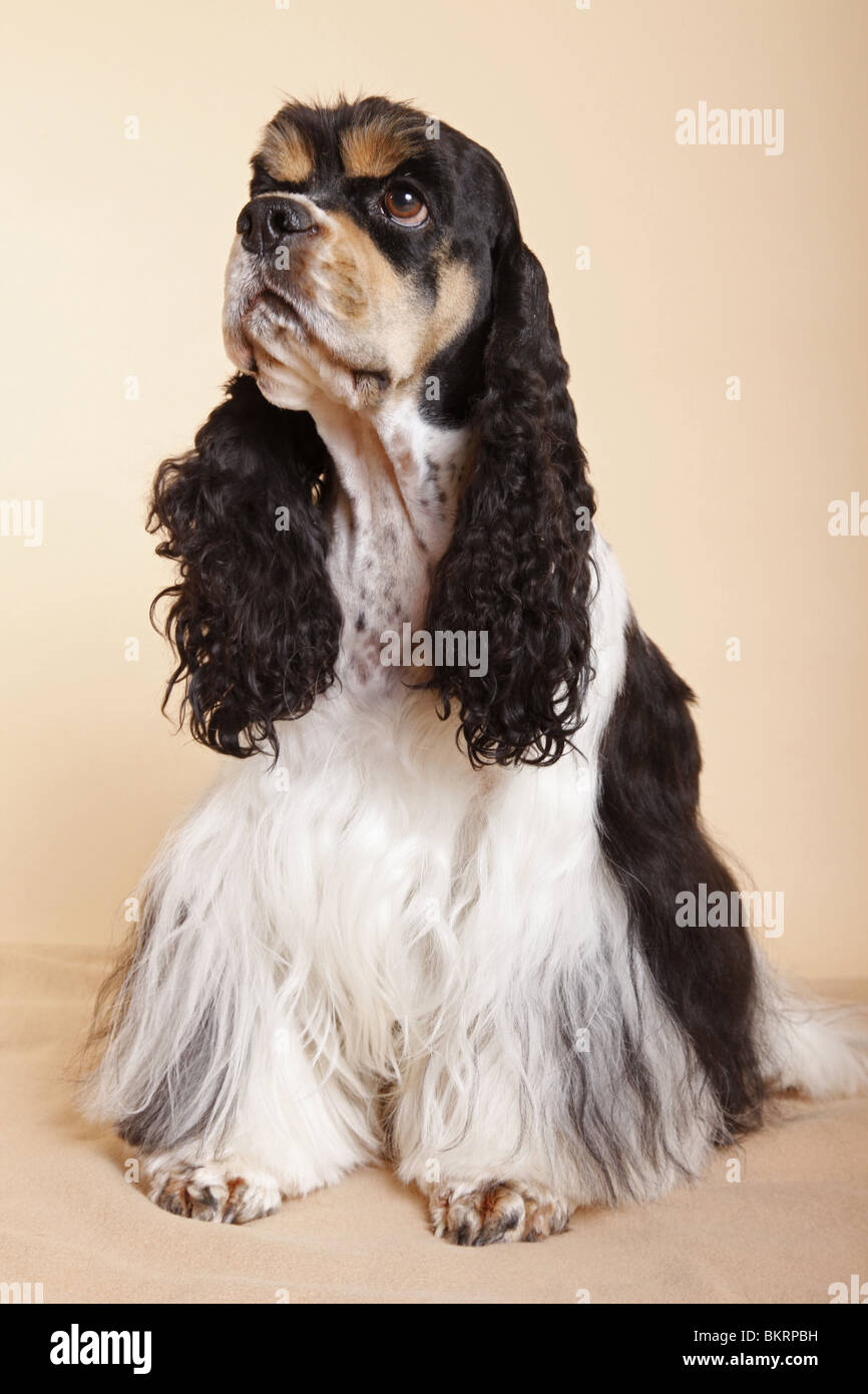 sitzender American Cocker Spaniel / sitting Cocker Spaniel Stock Photo ...