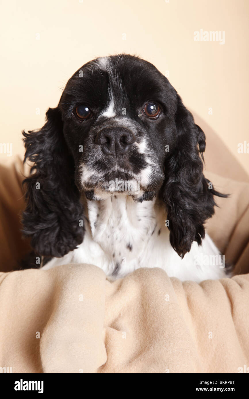 American Cocker Spaniel Portrait Stock Photo - Alamy
