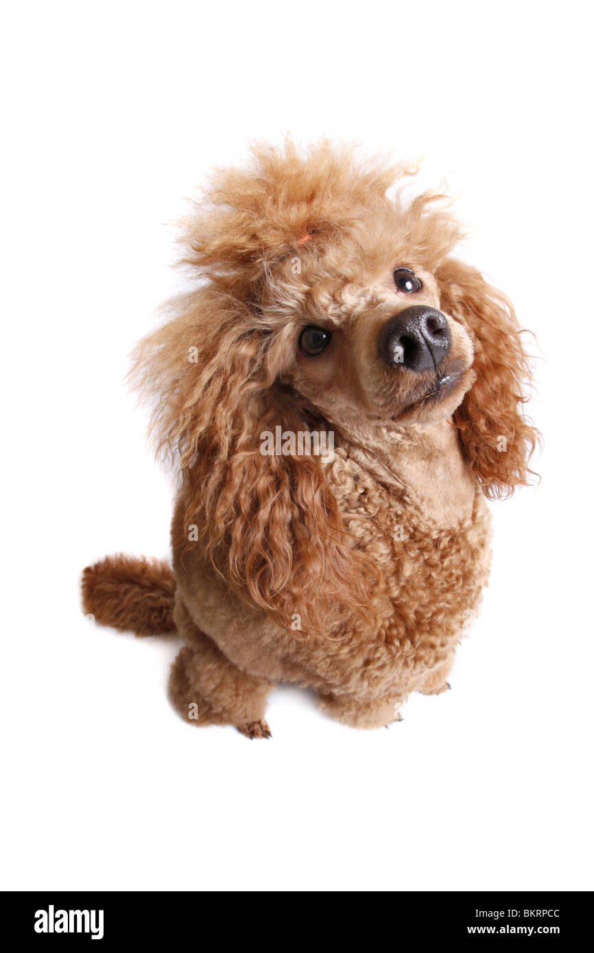 sitzender Pudel / sitting poodle Stock Photo - Alamy