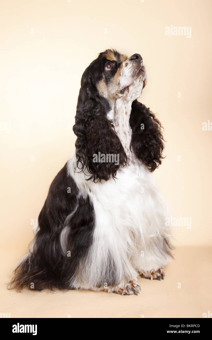 sitzender American Cocker Spaniel / sitting Cocker Spaniel Stock Photo ...
