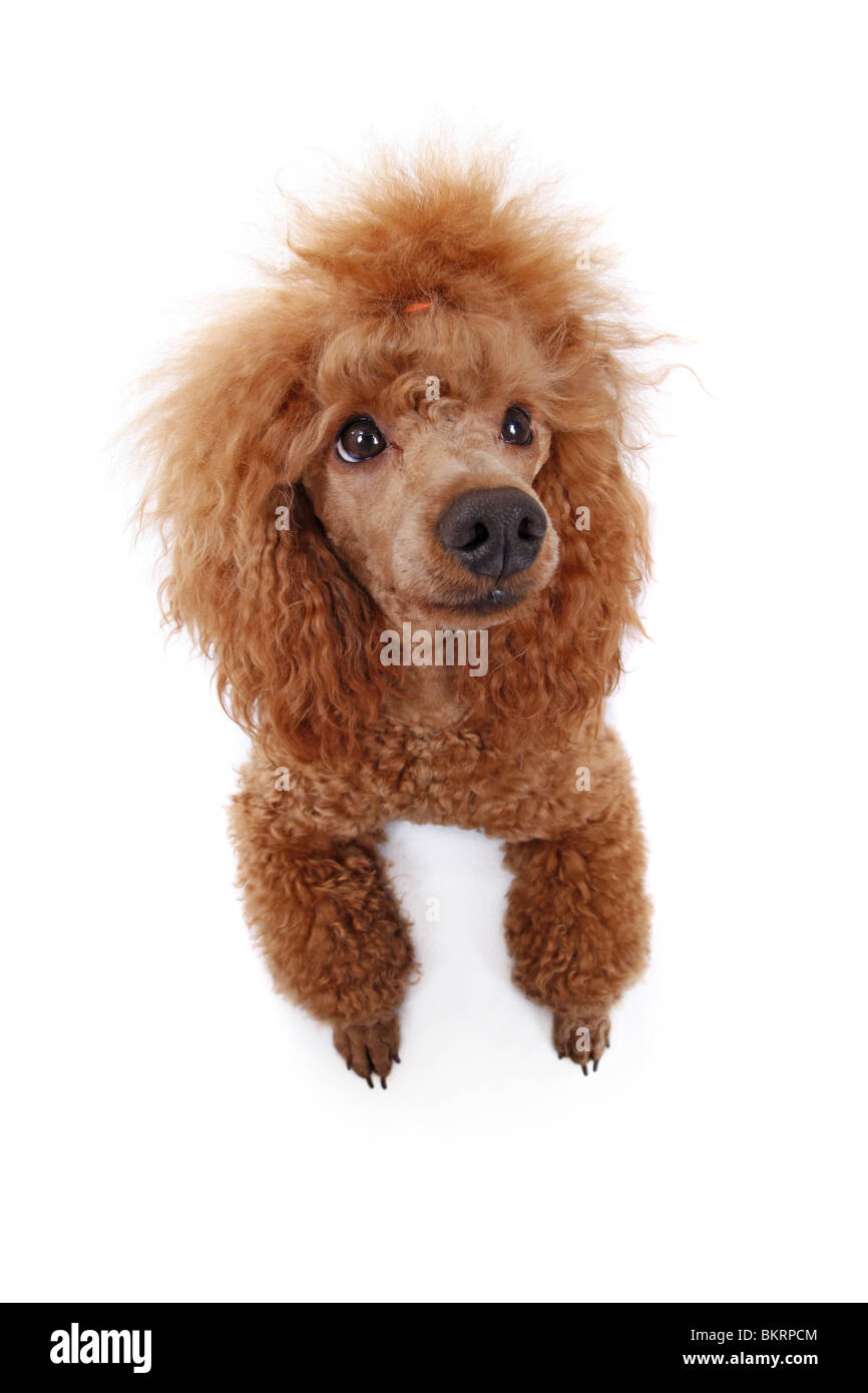 Moyen poodle Cut Out Stock Images & Pictures - Alamy