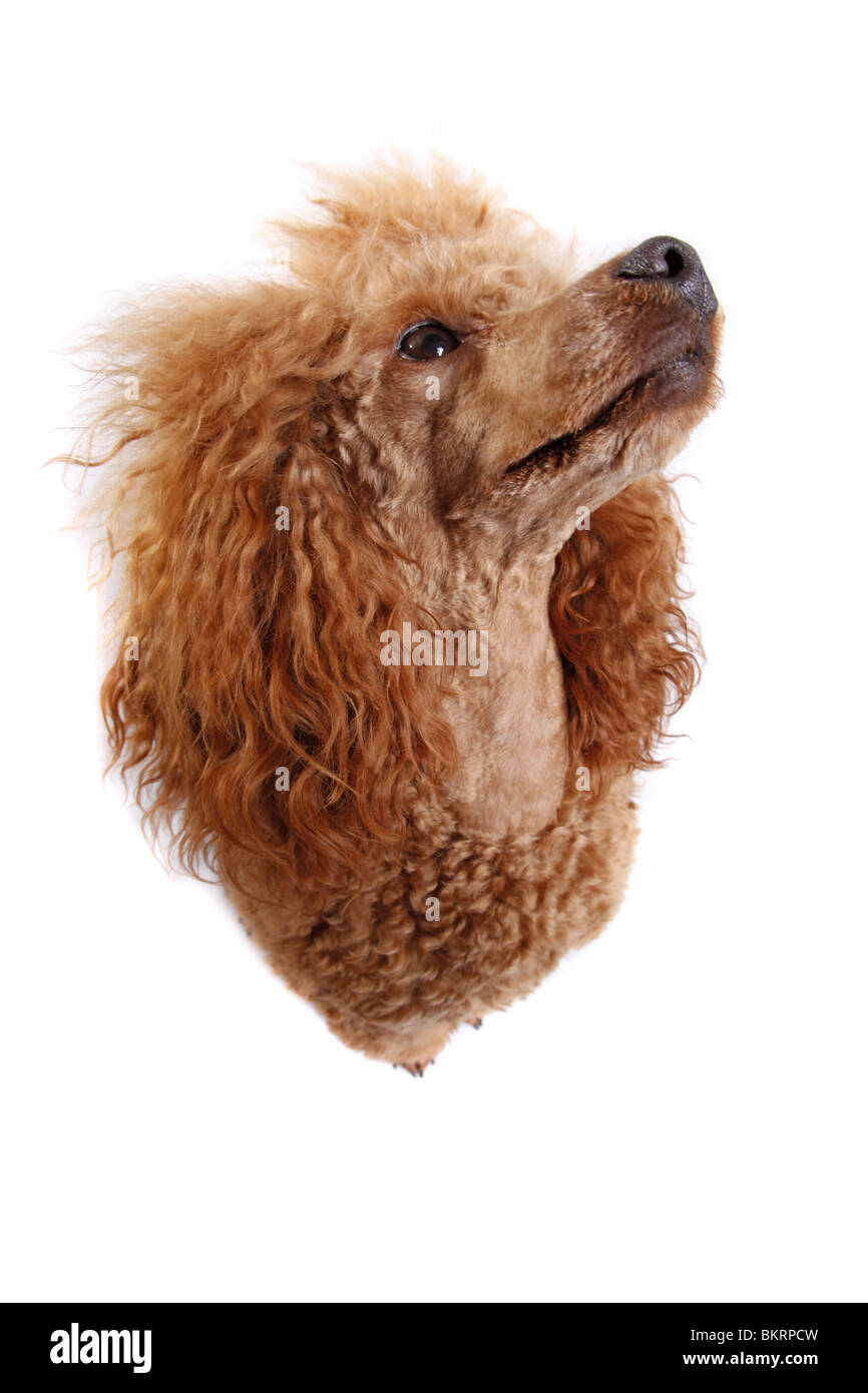 Pudel / poodle Stock Photo - Alamy