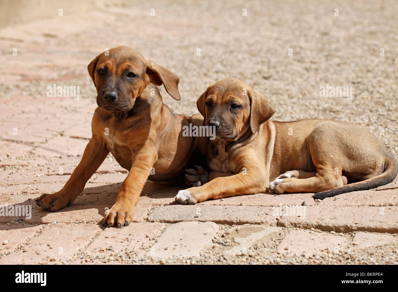 Tosa Inu Welpen / Tosa Inu puppies Stock Photo - Alamy