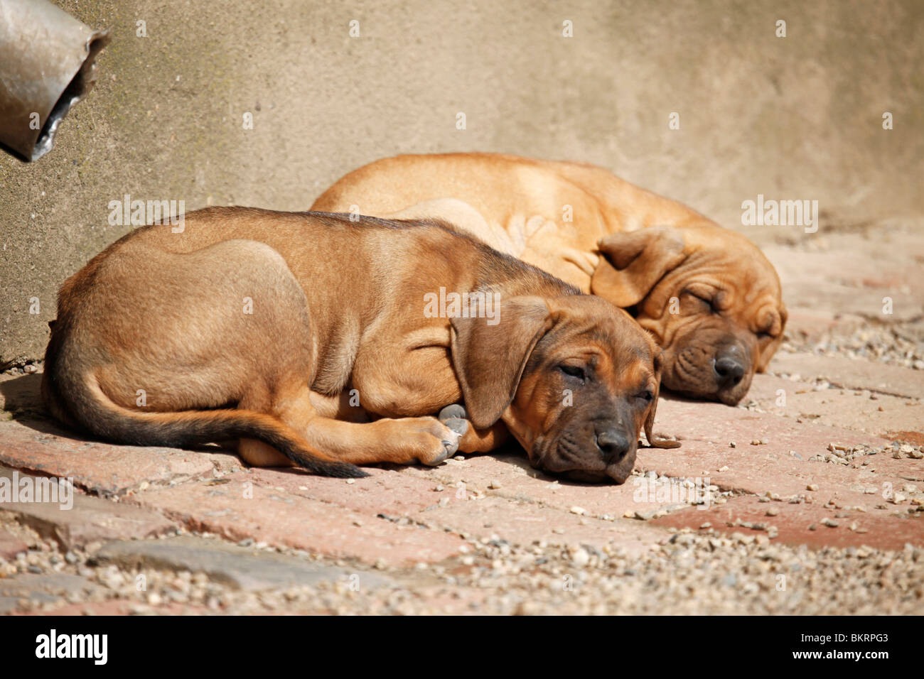 Tosa Inu Welpen / Tosa Inu puppies Stock Photo - Alamy