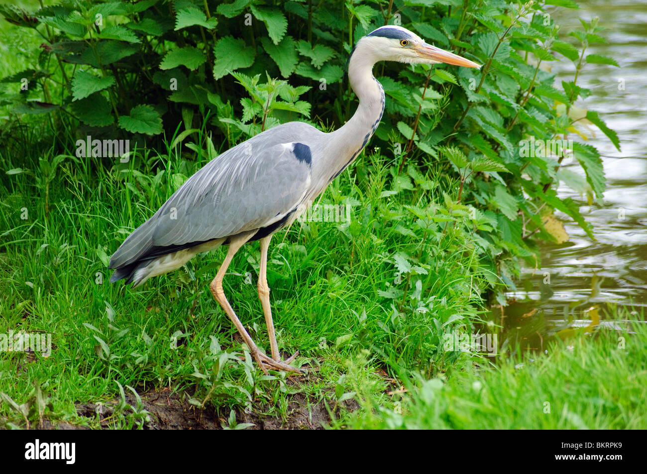 Bilsborrow lancashire hi-res stock photography and images - Alamy