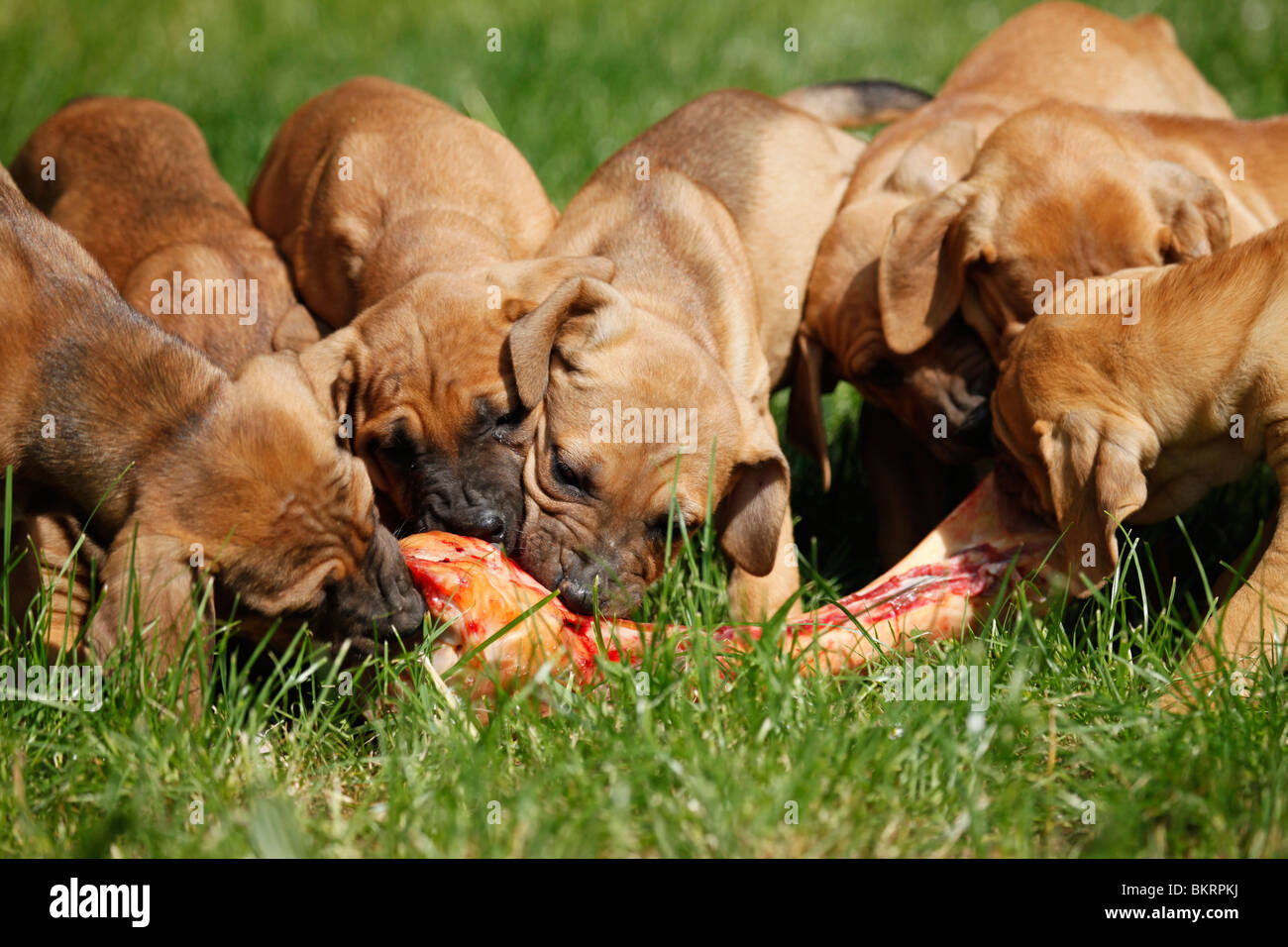 Tosa inu welpen tosa inu hi-res stock photography and images - Alamy