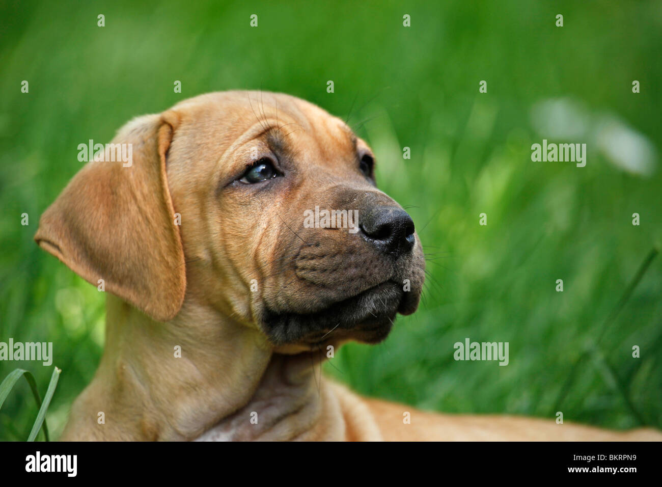 Tosa Inu Welpe Portrait / Tosa Inu puppy portrait Stock Photo - Alamy