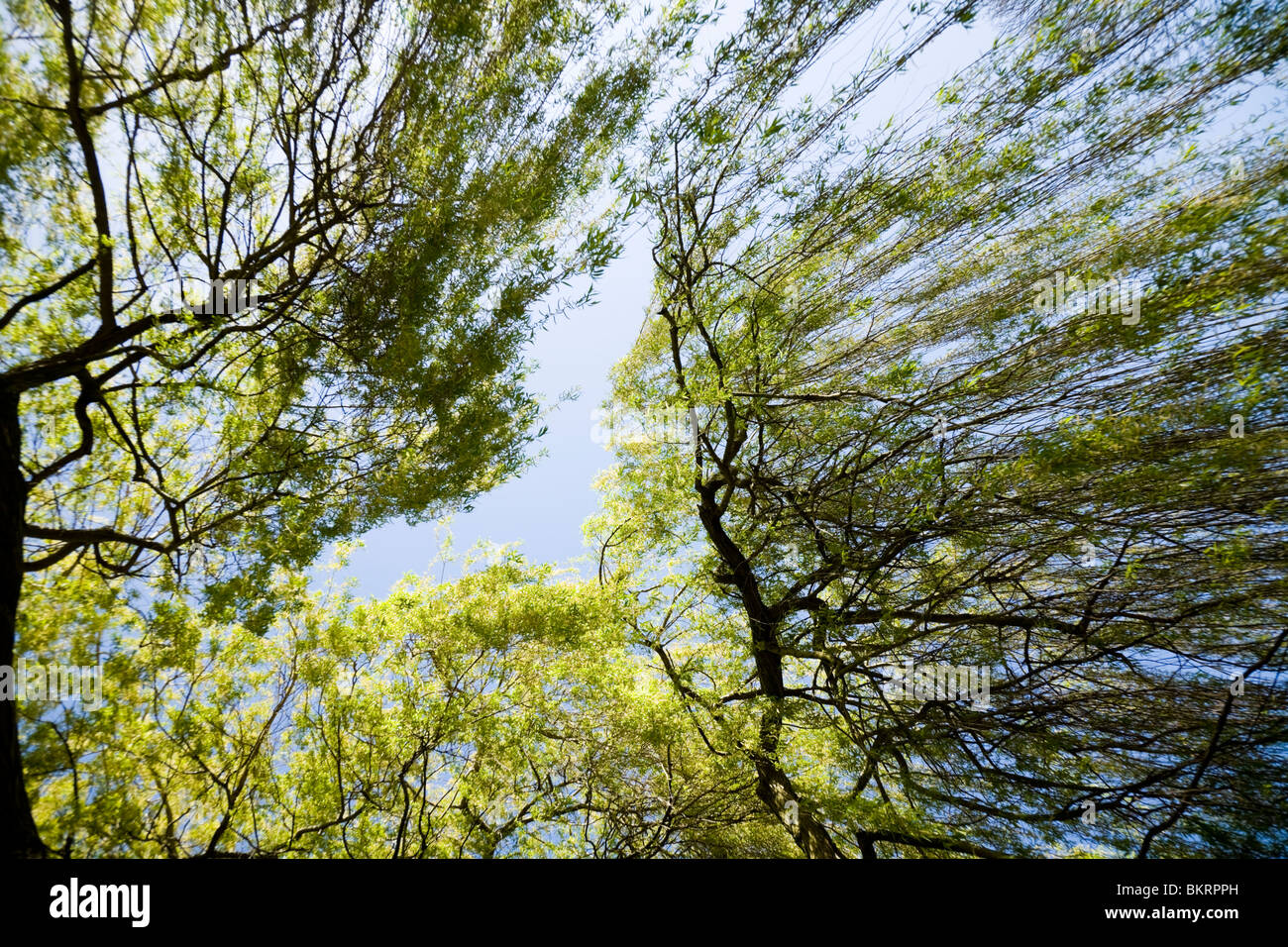 Young weeping willow tree hi-res stock photography and images - Alamy