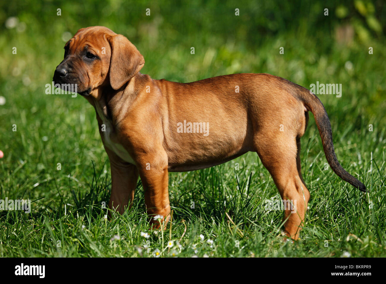 Tosa Inu Welpe / Tosa Inu Puppy Stock Photo - Alamy