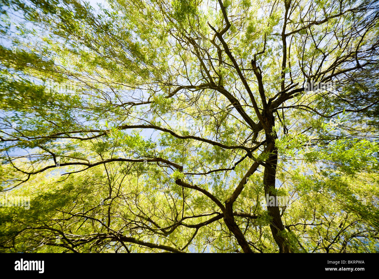 Willow Tree Curtain Stock Photos & Willow Tree Curtain Stock Images - Alamy